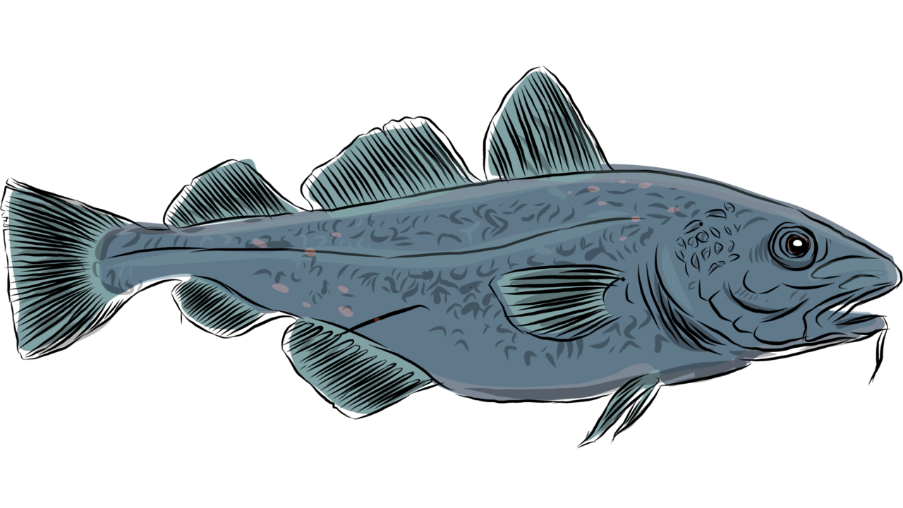 Fisk i Danmark - Vores Fisk